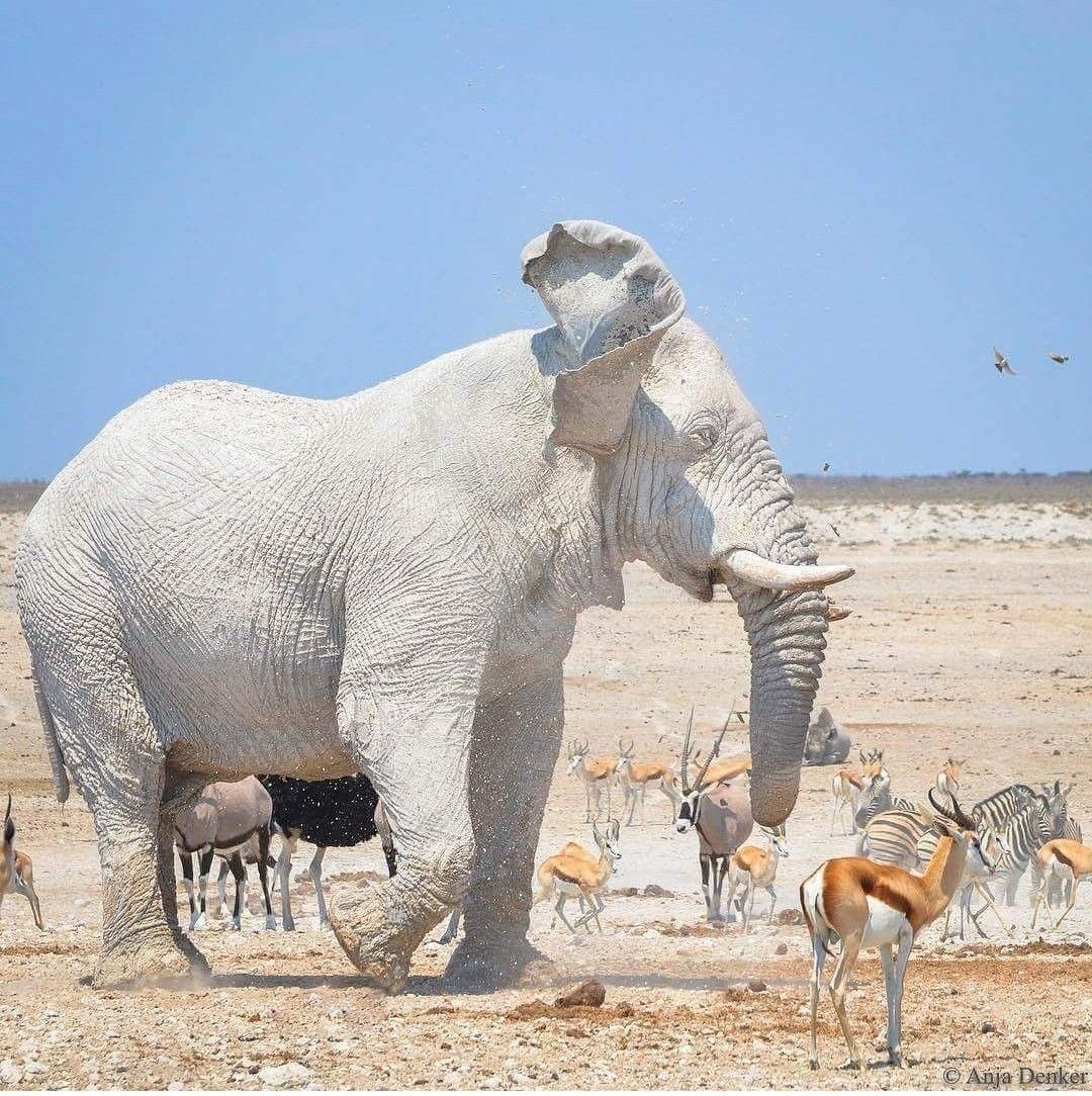 5 Questions with Safari Guide Laizer: Exploring Albino Animals - I ...